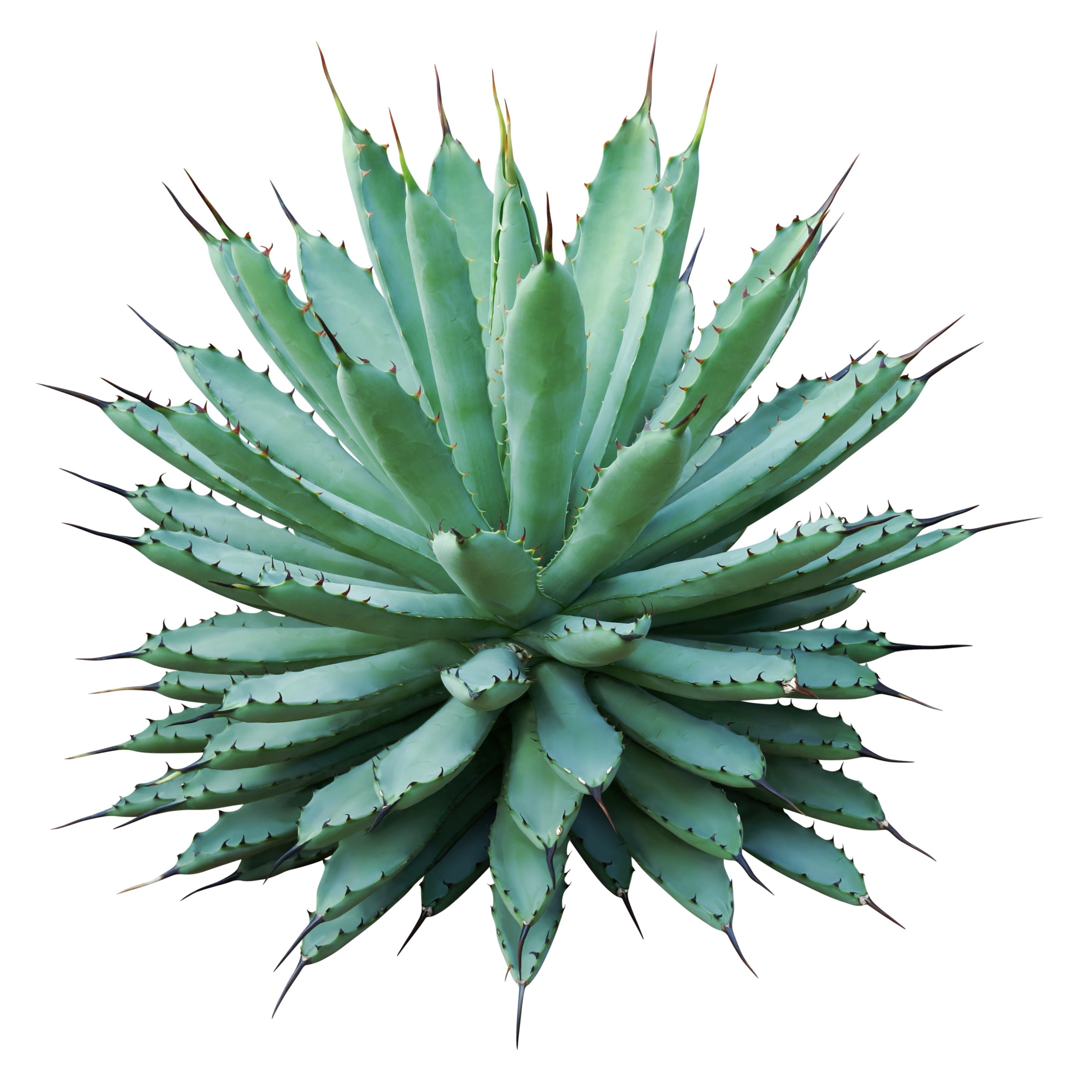 Floraboost Prebiotics Fiber For Digestive Health – Revival Point™